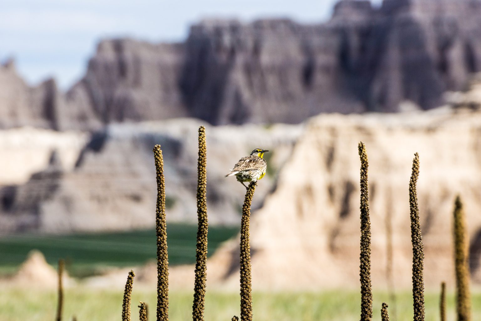 Ivan Star Comes Out: We are losing proficiency in our Lakota language ...