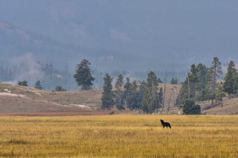 Wolf in Yellowstone National Park - Indianz.Com