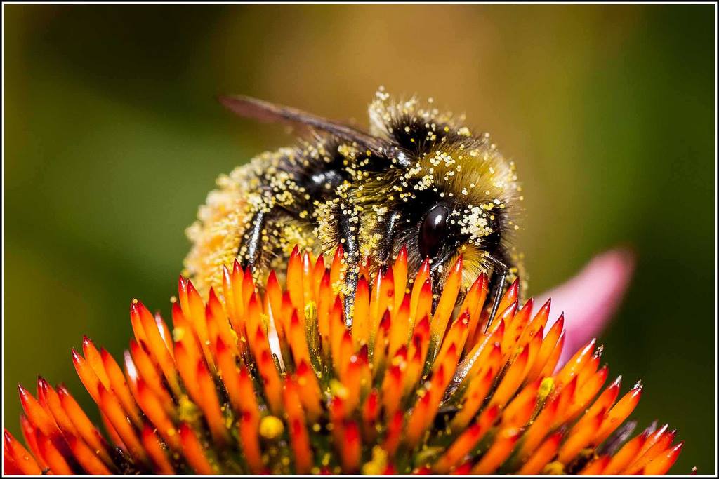 Pollen Nation Magazine - COVID-19 in Indian Country